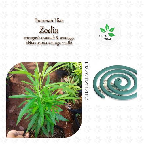 Jual Tanaman Zodia - Bibit Pohon Hias Daun dan Bunga Pengusir Nyamuk ...