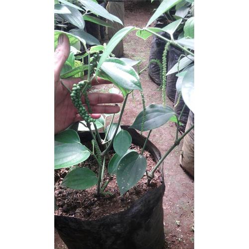 Jual BIBIT POHON LADA PERDU - Kota Bogor - distributor puspa | Tokopedia
