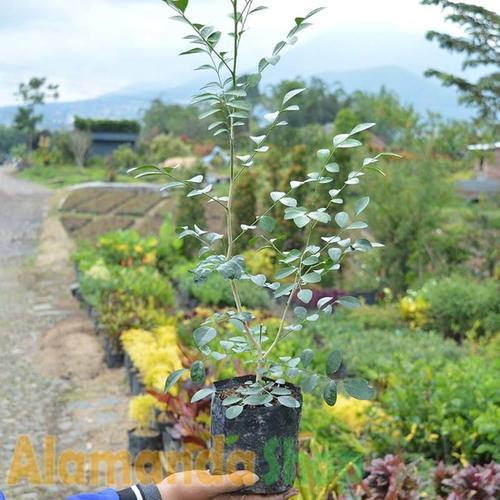Jual Tanaman Kemuning Jepang - Kab. Malang - innThrift2022 | Tokopedia