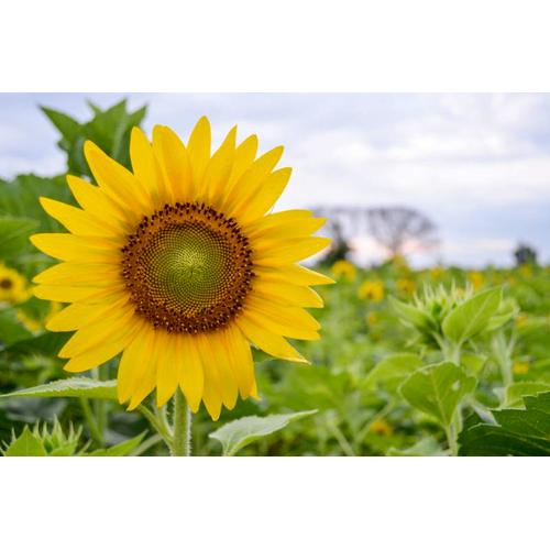 Jual Bibit tanaman bunga matahari helianthus annuus - Kota Bogor ...