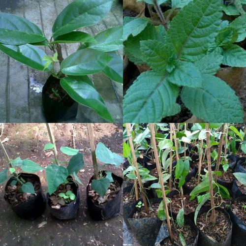 Jual Paket 4 bibit tanaman daun cincau hijau & hitam - Kota Bogor ...