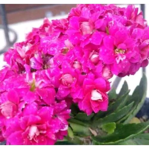 Jual Bibit Bunga Kalanchoe Pink Calandiva - Kab. Karo - YUUK SHOPPING ...