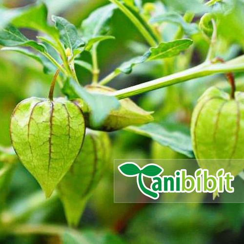 Jual Bibit Tanaman Buah Cecendet Ciplukan - Pohon Cecenet Herbal ...