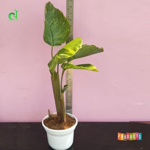 Jual Tanaman hias langka Calathea lutea variegata tinggi 1 meter UP ...