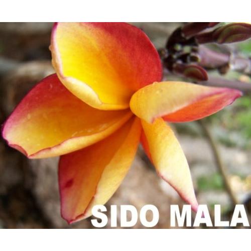 Jual Stek Pohon Kamboja (Plumeria) bunga Sidomala - Jakarta Barat ...