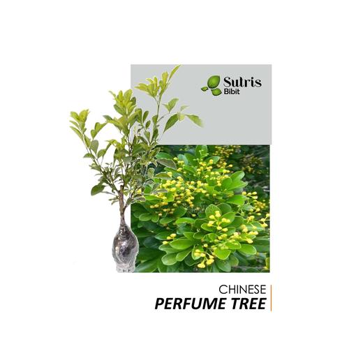 Promo Tanaman Hias Bunga Chinese Perfume Tree / Pacar Cina - Kota Batu ...
