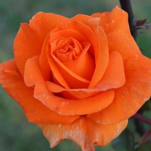 Jual tanaman bunga mawar orange - Kota Batu - MAHAMERU FLORA | Tokopedia