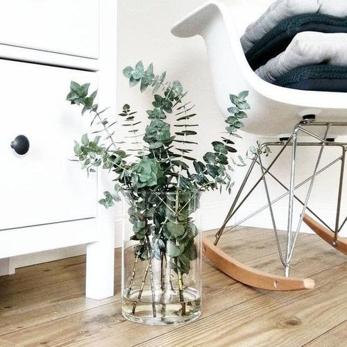 Jual Daun Eucalyptus Baby Blue/ daun rustic - Jakarta Barat - foliage ...
