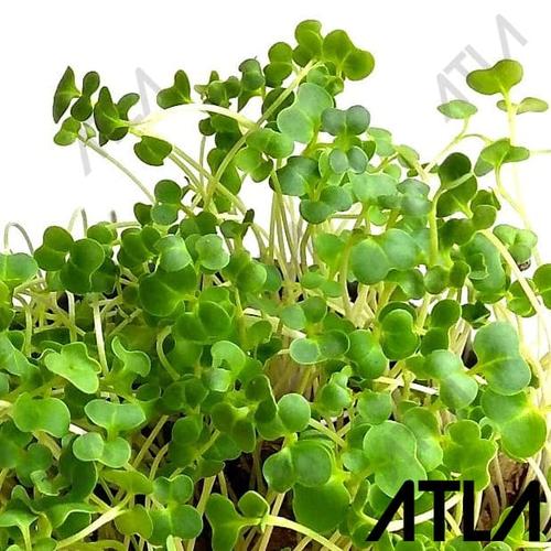 Jual Benih Tanaman Air 3 ml Bentuk 2 Hati Clover Biji Rumput Air Seed ...