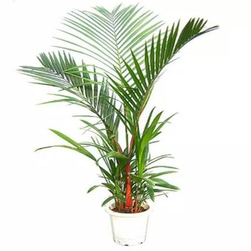 Jual tanaman pinang merah / palem merah - Kota Batu - jeruk purut ...
