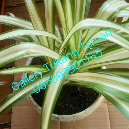 Jual Tanaman Spider Plant / Lili Paris Hawai Plus Pot Putih - Kab ...