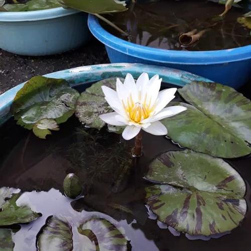 Jual Tanaman air bunga teratai putih - Kab. Bogor - taman indah pesona ...