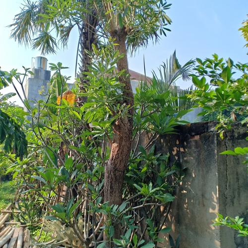 Jual Pohon Tabebuya Bunga Kuning Super - Jakarta Barat - little Bali ...