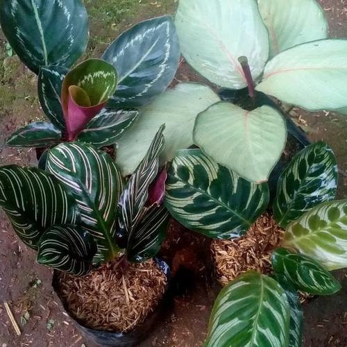 Jual Paket Tanaman Hias Calathea - Kab. Bogor - warung-tanaman | Tokopedia