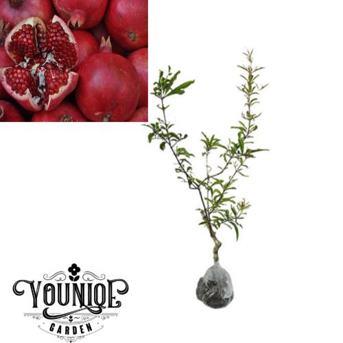 Jual Delima Red Ruby / Red Ruby Pomegranate / Bibit Tanaman Buah ...