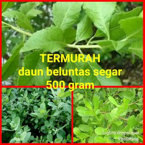 Jual daun beluntas segar organik 500gr - Kab. Bekasi - BIGBRO ...