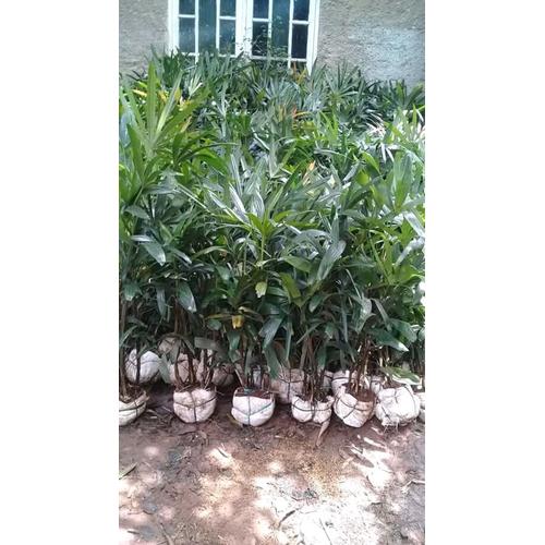 Jual POHON PALEM WAREGU/TANAMAN INDOR / - Kota Depok - CV ADITIYA ...