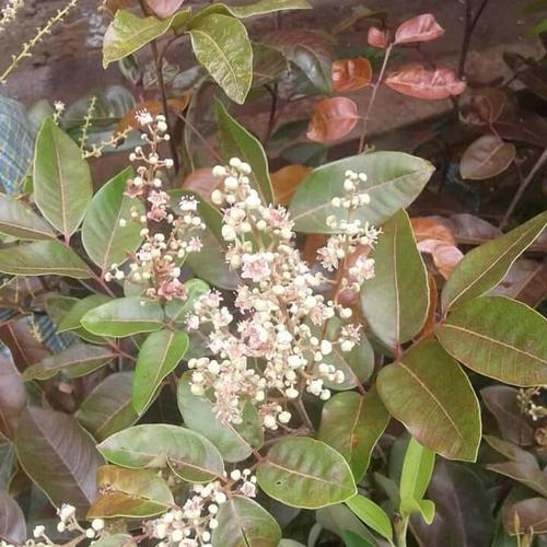 Jual Bibit tanaman Lengkeng Merah (sudah berbunga) siap berbuah - Kota ...