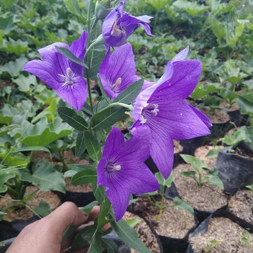 Promo Tanaman bunga star blue - Kota Batu - Bay Kebun bibit | Tokopedia