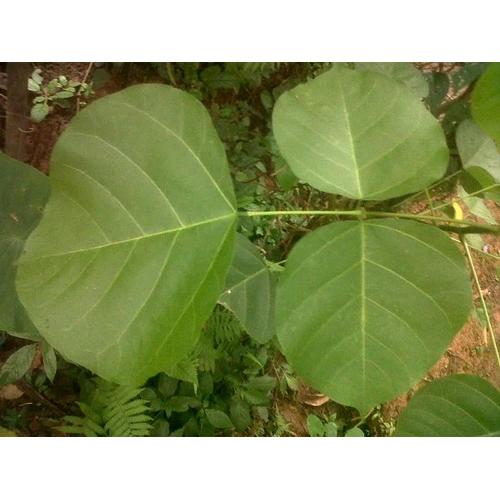 Jual Promo Daun Dadap Serep Segar 500 gram - Kota Bekasi - Kebun Herbal ...