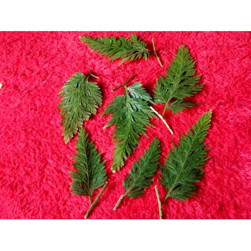 Jual Daun Pakis Paku Segar Atau Kering Real Pict Per Lembar untuk Craft ...