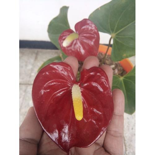Jual Tanaman hias bunga anthurium merah - Kota Batu - dunia bibit ...