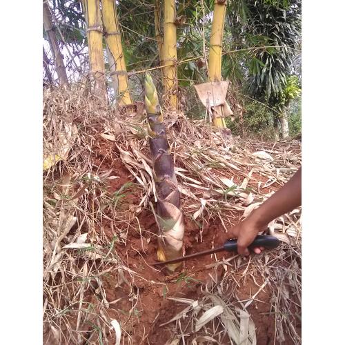 Jual Anak bambu Rebung bambu kuning - Kab. Bogor - FadlisnainStore ...