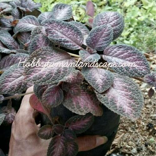 Jual Tanaman Bludru Merah Tanaman Pot Gantung Tanaman Bludru Episcia ...