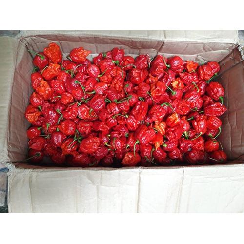 Jual Biji Cabe Carolina Reaper, Cabe terpedas di dunia isi 200 seeds ...