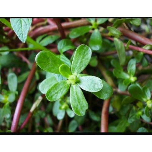 Jual Daun Krokot - Daun Gelang - Obat Hepatitis - Fresh - Jakarta ...
