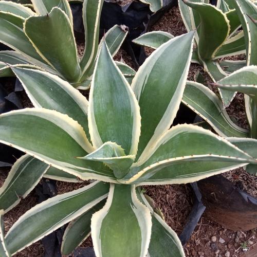 Jual tanaman hias agave mini - siklok mini - agave mini - Kab. Bogor ...
