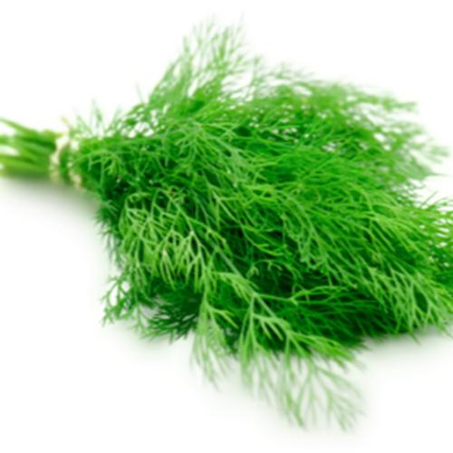 Jual Daun Dill/Daun Adas (Fresh Pack) 50gr - Jakarta Pusat - Eka Guna ...