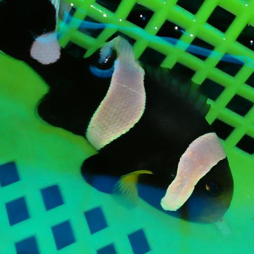 Jual Ikan Hias laut Nemo Hitam - M - Kota Surakarta - Marina Aquarium ...