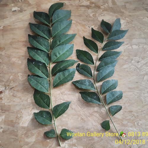 Jual Daun Kari / Daun Kare / Daun Salam Koja / Daun Temuru Segar ...
