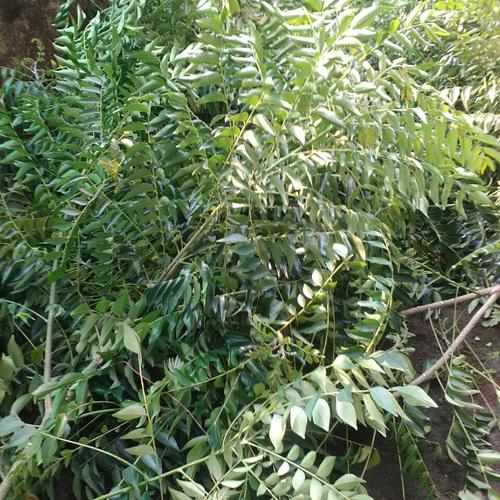 Jual daun kari atau temuru daun salam koja 500gram - Kab. Bogor ...