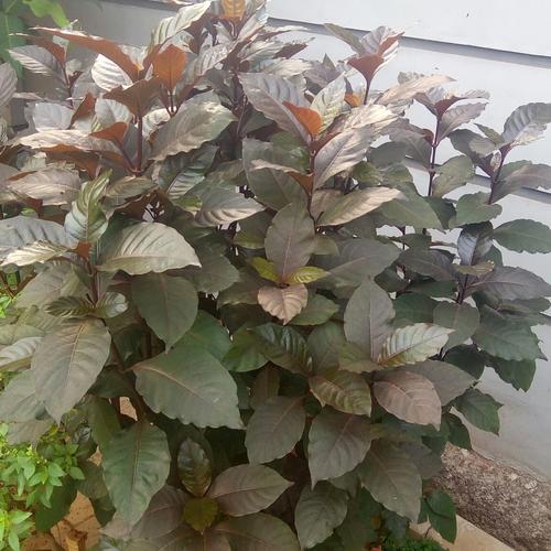 Jual Daun Handeuleum atau Daun Ungu Segar 250 Gram - Kota Tangerang ...