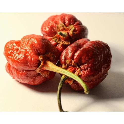 Jual Biji Benih Cabe Unik Cabai 7Pot Red BBG Bubblegum Moruga - Kab ...