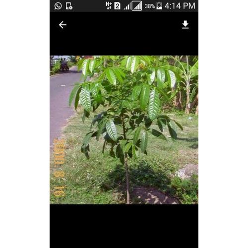 Jual Bibit Pohon Mahoni - Kab. Bogor - Aisyah Nursery | Tokopedia