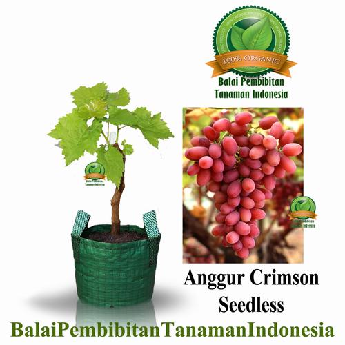 Jual bibit anggur crimson / bibit buah / tanaman - Kota Batu - BIBIT ...