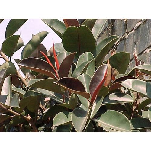 Jual Daun karet kebo obat herbal strok hipertensi anti inflamasi nyeri ...