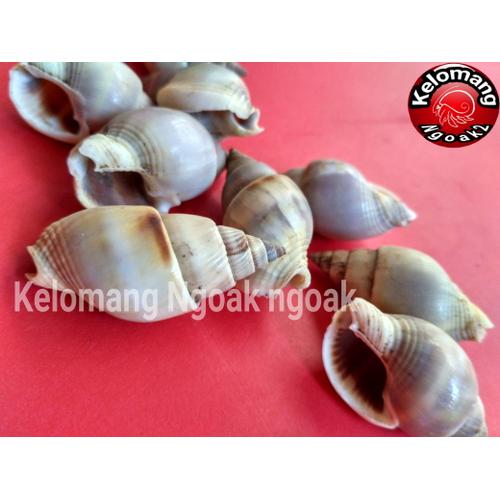 Jual Cangkang Kerang - Jakarta Selatan - Kelomang Ngoak2 | Tokopedia
