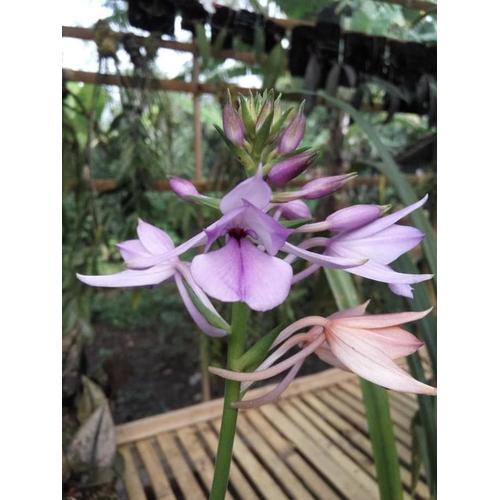Jual Calanthe sylvatica (anggrek tanah) - Kota Batu - gubugbunga ...