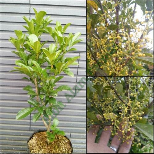 Jual Tanaman Hias Bunga Pacar Cina atau Chinese Perfumre Tree - Kota ...