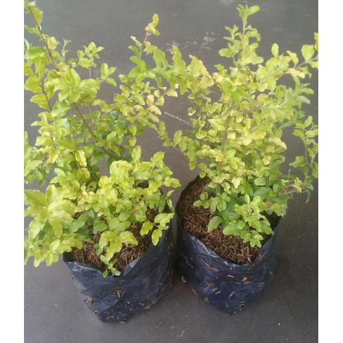 Jual jual tanaman hias pohon legistrum. - Kab. Bogor - hari_flora ...