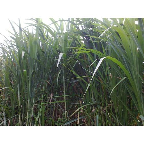 Jual Bibit tanaman rumput raja / gajah super (Nutrisi Tinggi) - Kab ...