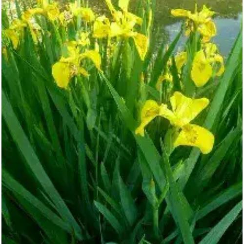 Jual Tanaman Bunga Airis atau iris anggrek tanah kuning - Kota ...