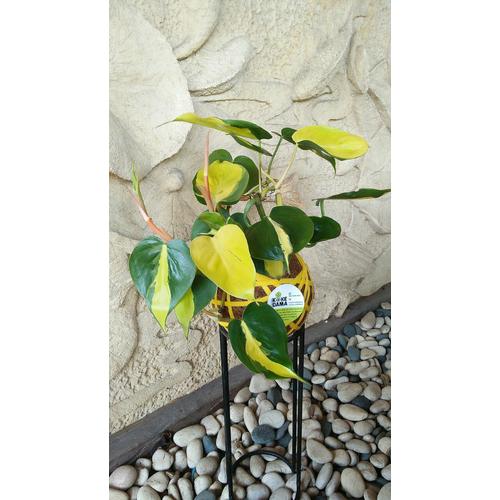 Jual Kokedama Sirih Philo Kuning - Kota Batu - Creative Kokedama ...