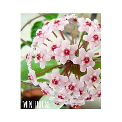 Jual BIJI BIBIT BENIH BUNGA ANGGREK HOYA CARNOSA - Jakarta Utara - Mini ...