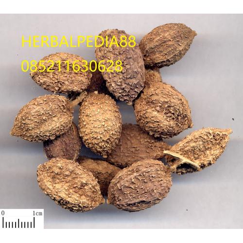 Jual sha ren 砂仁 Amomi Fructus 100 gram - Jakarta Utara - SINAR CAHAYA ...