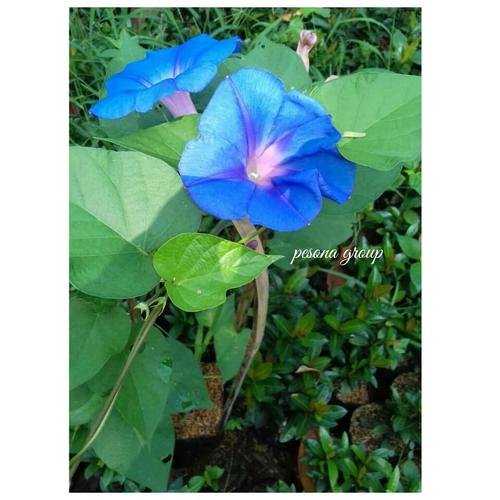 Jual tanaman rambat morning glory/tanaman hias morning glori/tanaman ...